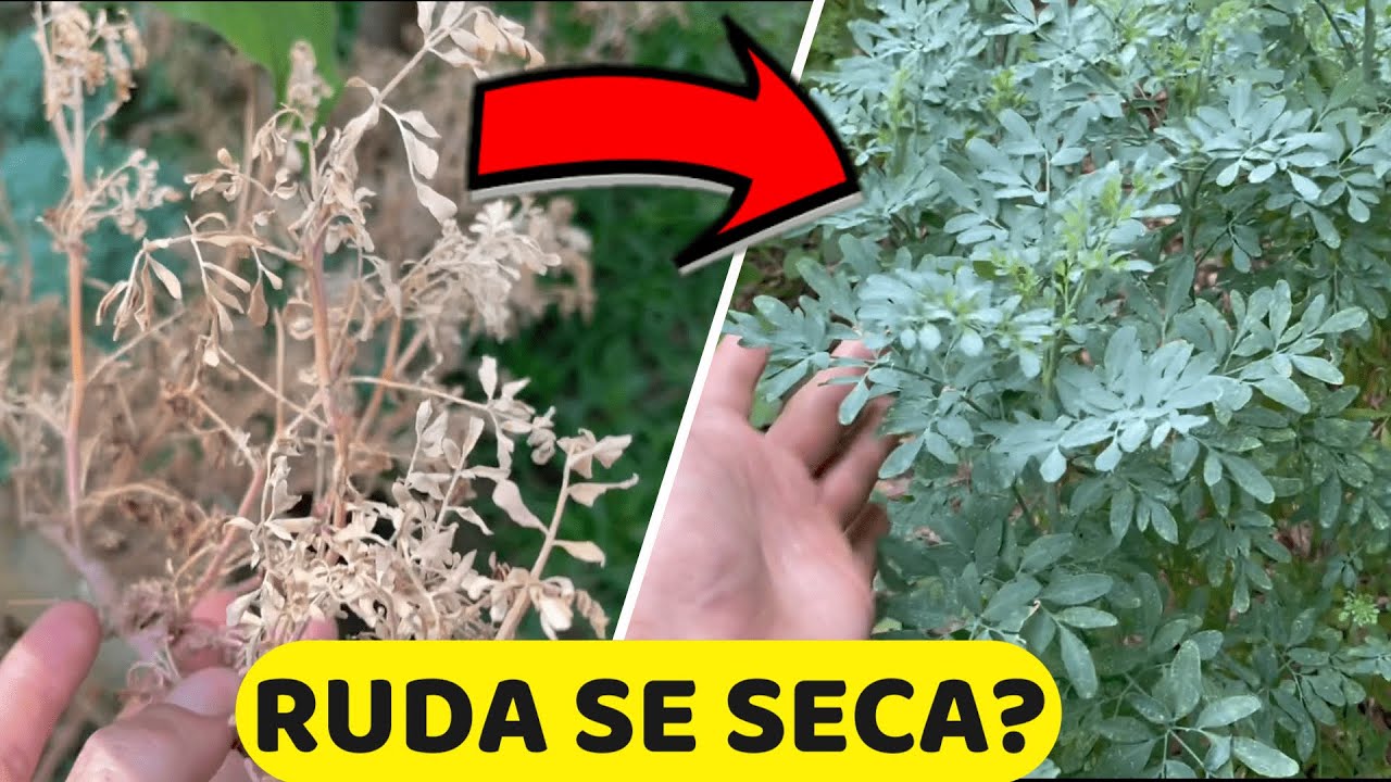 Qué significa que se seque la ruda 》 - La Luz de la Religión
