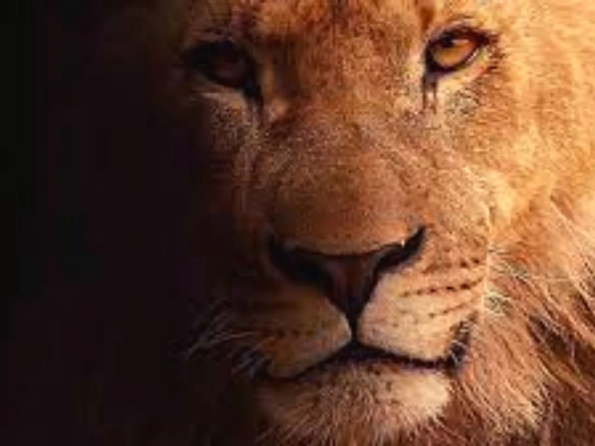 Qué significa soñar con leones según la biblia 》 - La Luz de la Religión