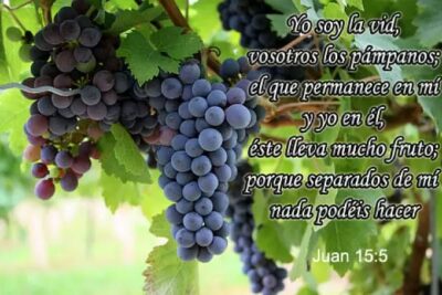 Qué significa vid en la biblia 》 - La Luz de la Religión