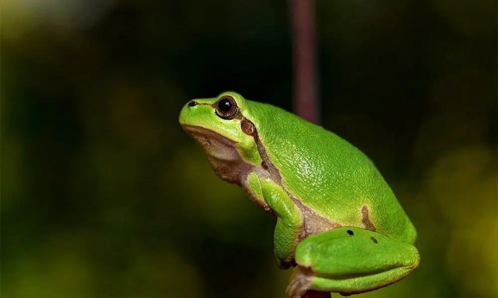 Qué significan las ranas en la biblia 》 - La Luz de la Religión