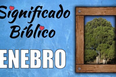 Significado del arbol de enebro en la biblia 》 - La Luz de la Religión